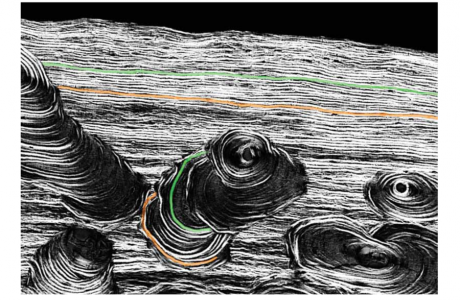 Long in the Tooth | Natural History Magazine