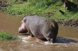 Hippo Movements | Natural History Magazine