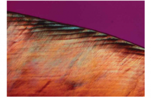 Long in the Tooth | Natural History Magazine